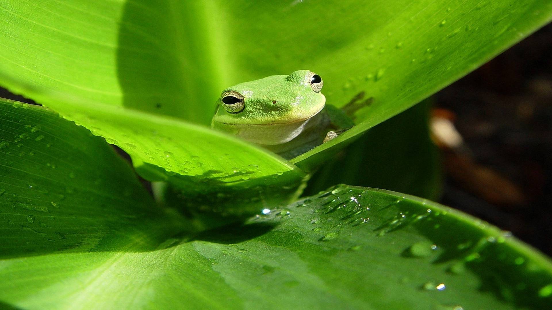 Frog HD Wallpapers