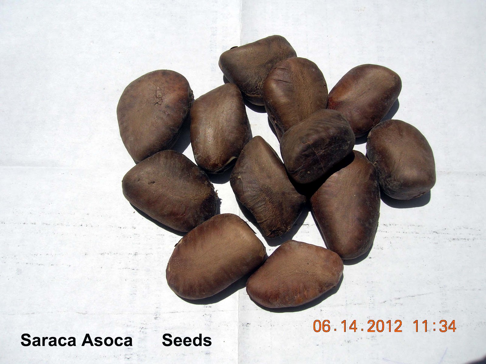 மண், மரம், மழை, மனிதன்.: அசோகமரம்- அழிவின் விளிம்பில் இருக்கும் ...