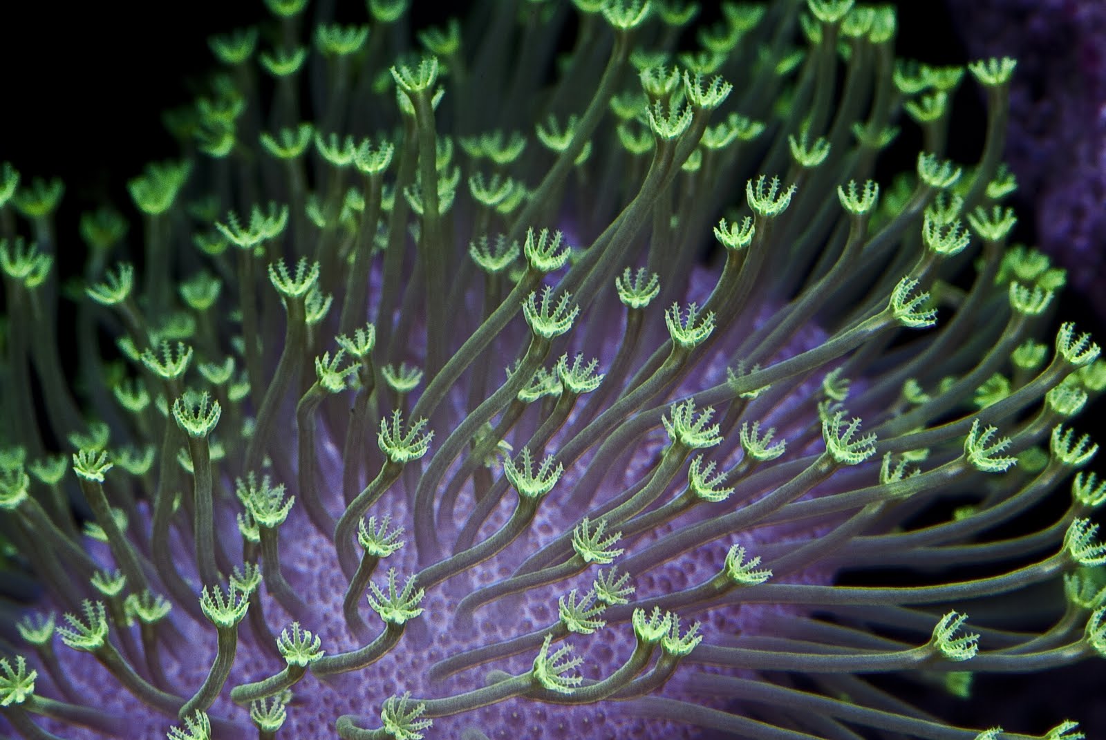 Matt's Blog: Green Polyp Toadstool Leather Coral (Sarcophyton sp.)