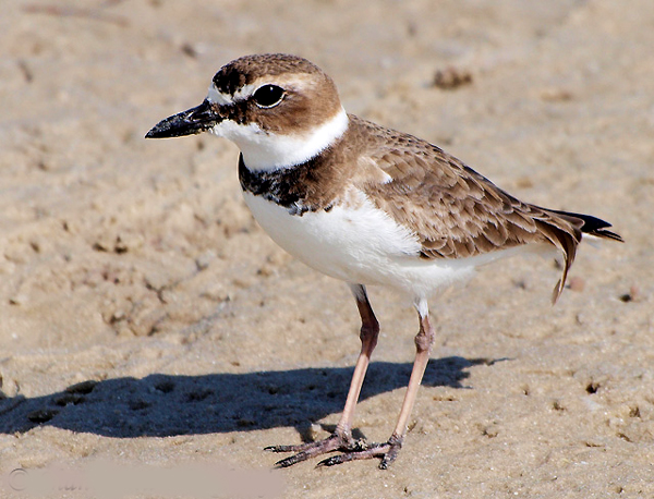 Bellas Aves de El Salvador: Charadrius wilsonia (chorlito, playerito o ...