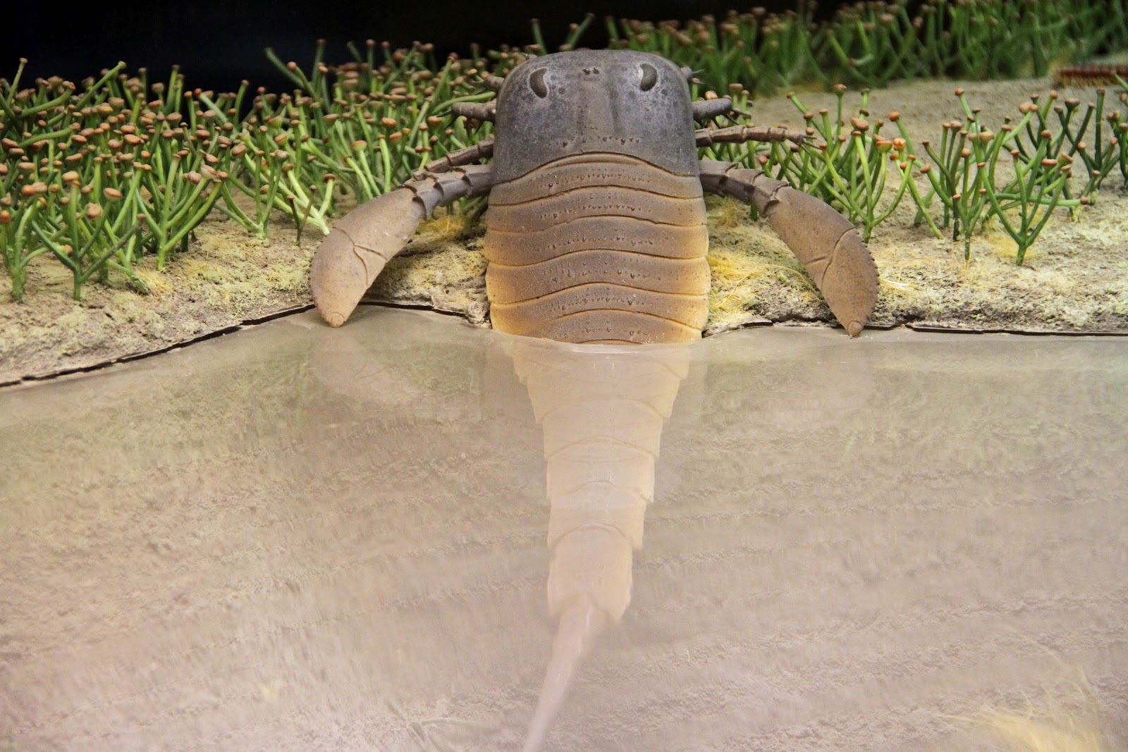 Written In Stone...seen through my lens: The Eurypterid “Eurypterus ...
