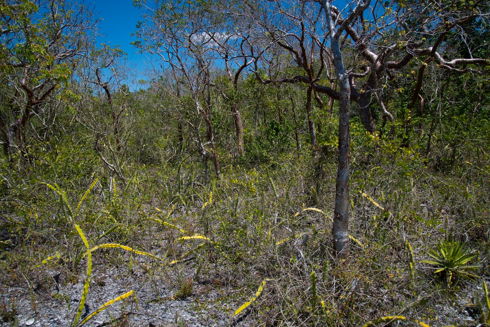 Florida Gunkholer: Dismal Key: One Very Different Island Among Ten Thousand
