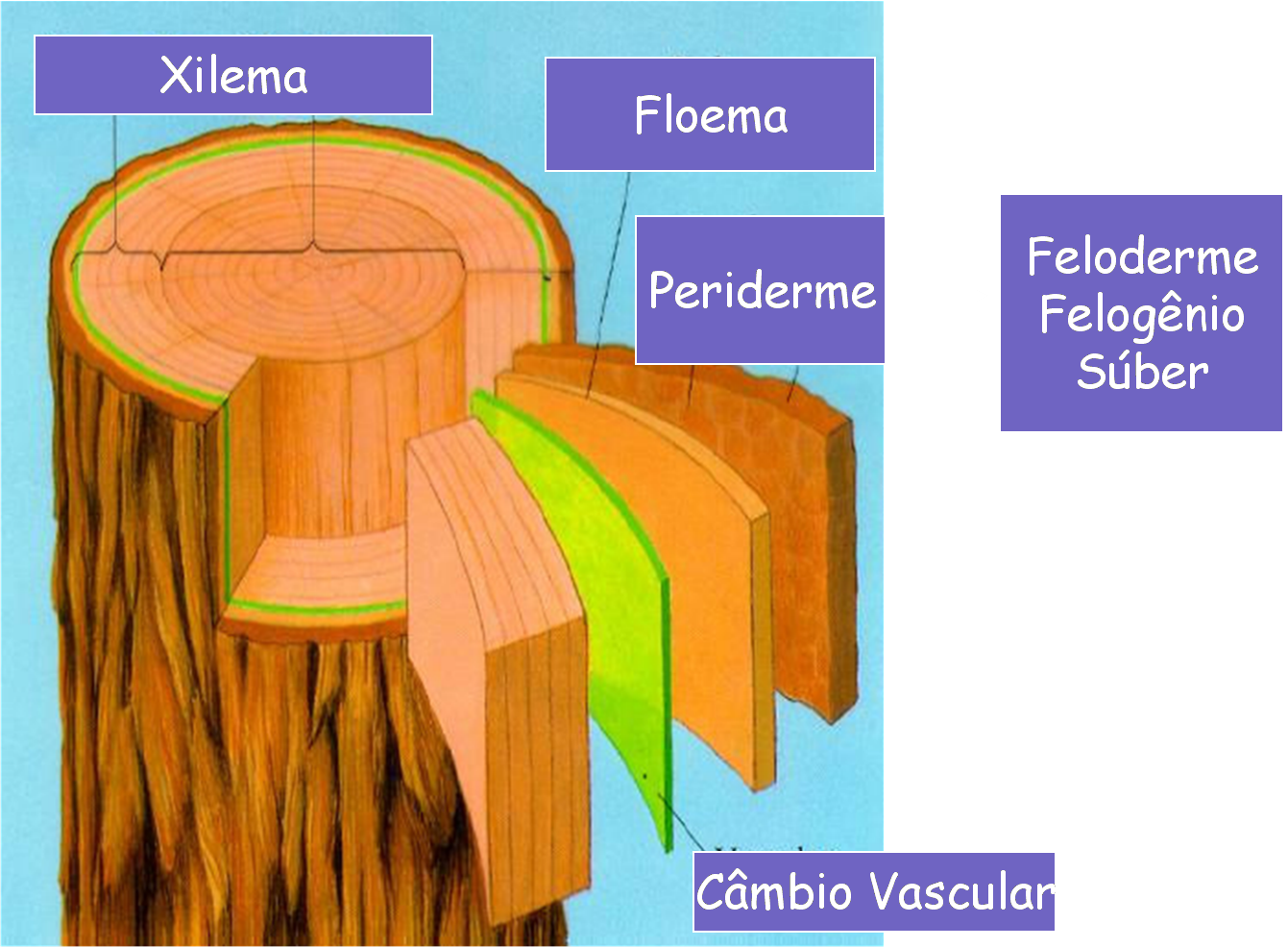 Asteraceae: Meristema e desenvolvimento do embrião