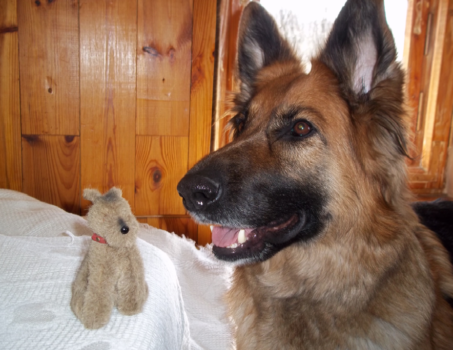 MY STEIFF LIFE: Yapping All About A Very Special Steiff Companion Dog