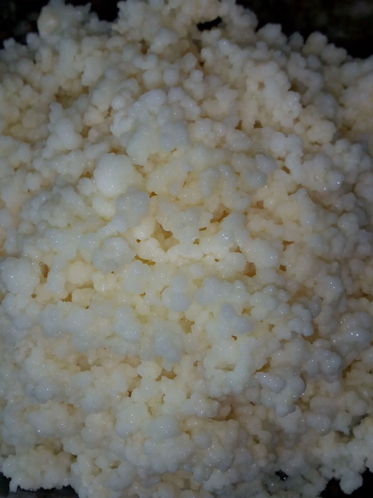 Casinhas de Cogumelo: Kefir - A flor do iogurte