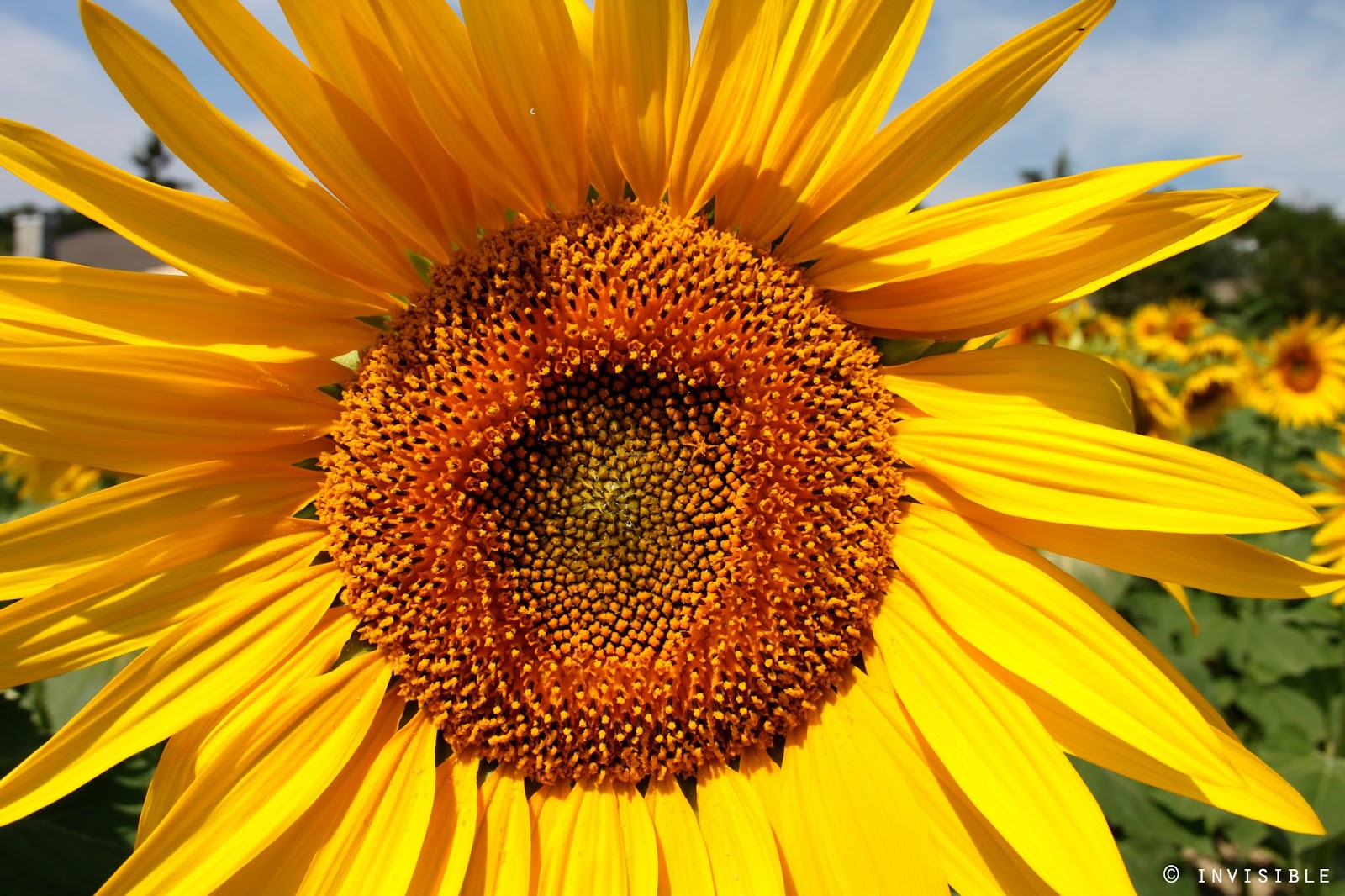 Invisible SLG Photos: Girasoles