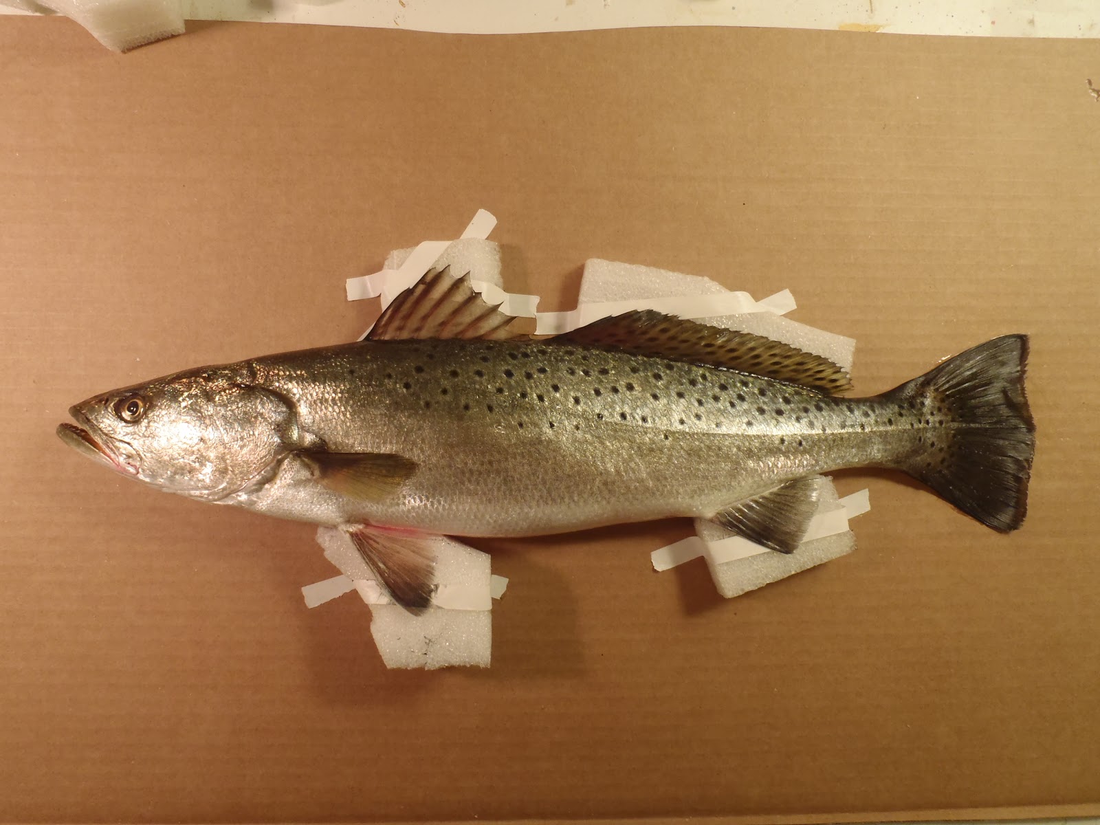 Angling Addict: Fish Prints: How-To with Video