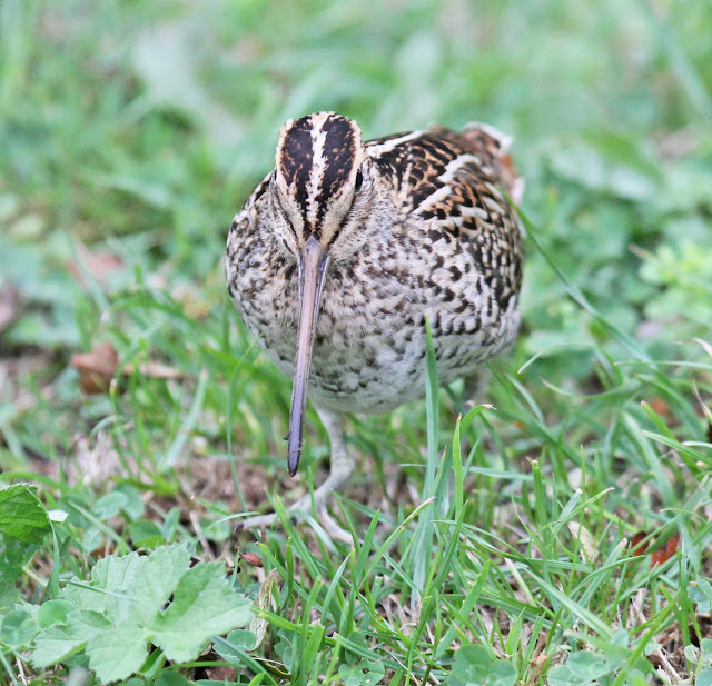 Simon and Karen Spavin: Great Snipe at Kilnsea, Spurn