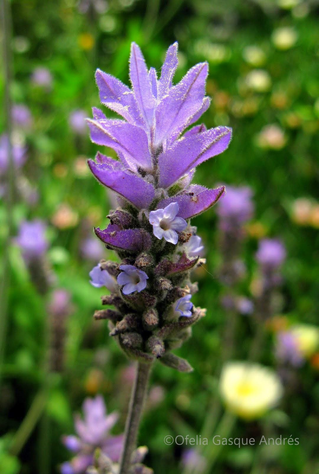 Mineral Vegetal: Lavanda