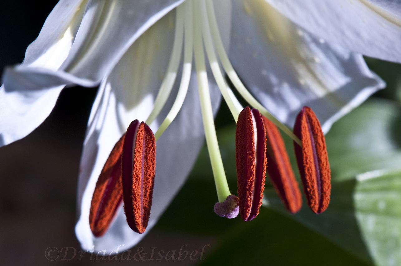 LA MAGIA DE MI JARDIN: AZUCENA