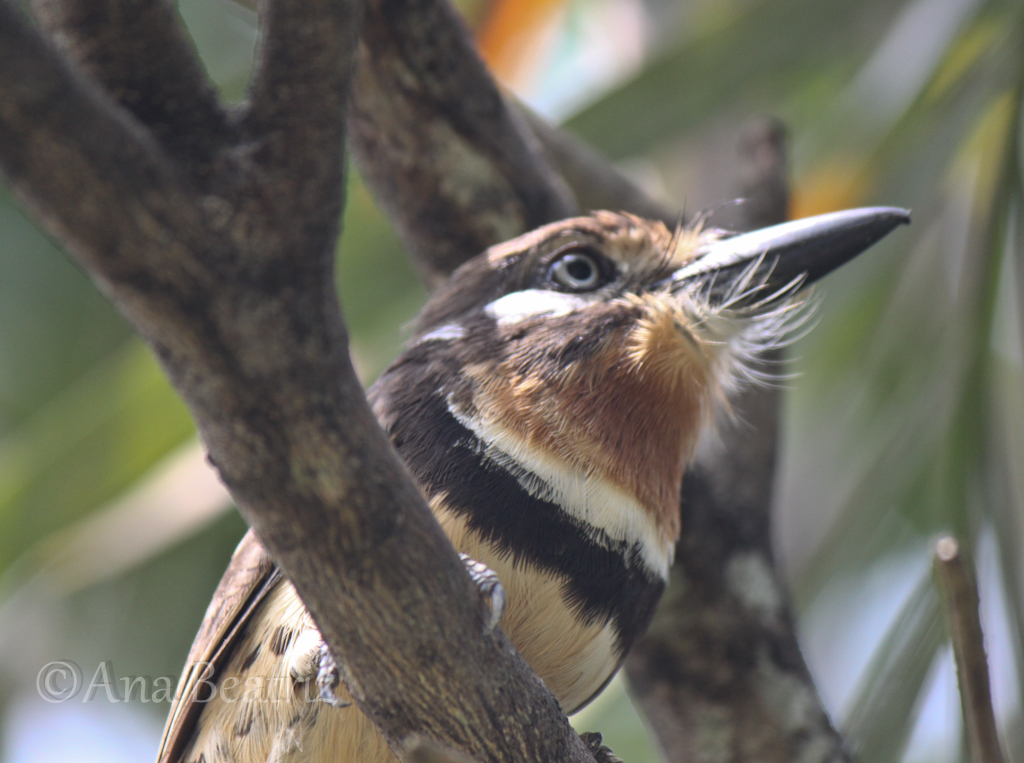 Aventura fotográfica: Bobito punteado, Coludo, Tol o Buco bobito ...