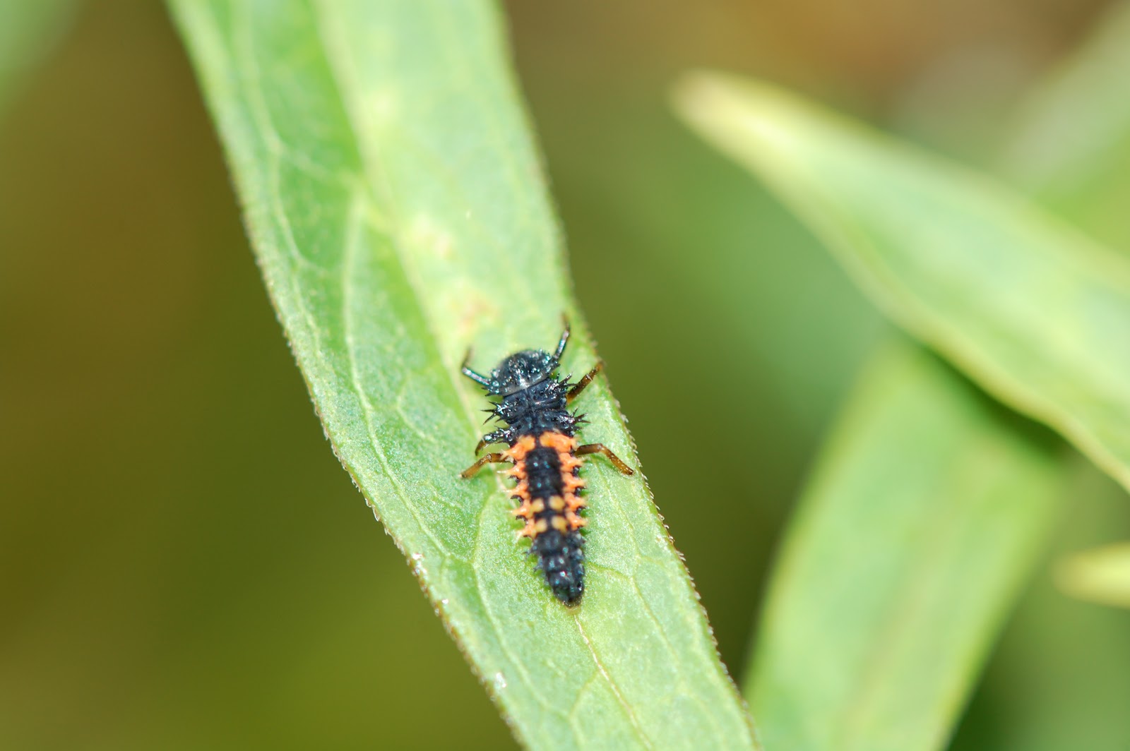 Urban Wildlife Guide: Milkweed World