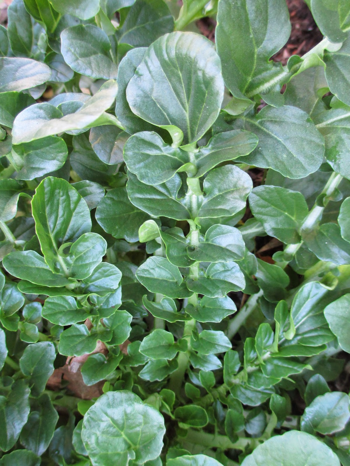 Andie's Way: Upland Cress - Winter Cress that Requires No Stream