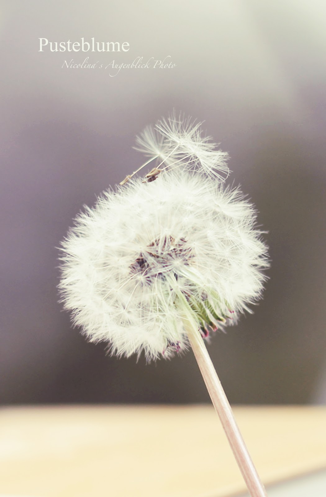Nicolina´s Augenblick: PUSTEBLUME