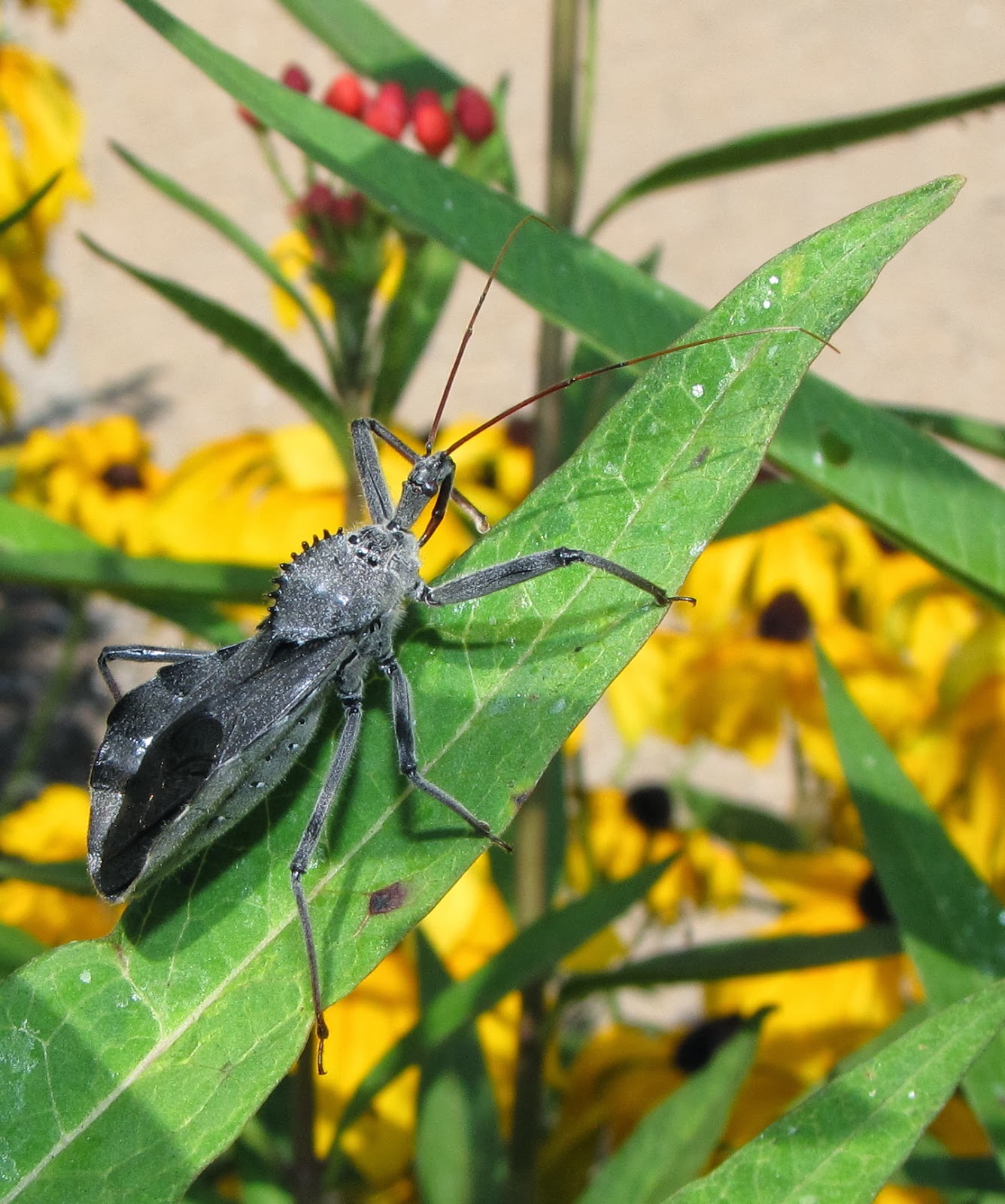 Bug Eric: Dinosaur Bug