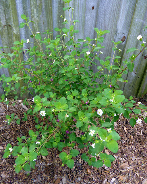 My Florida Backyard: Hot Button