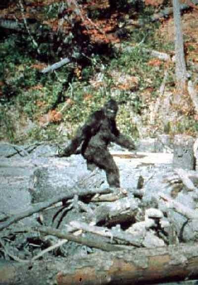 Musings from the Springs: Sasquatch Sighting - Harrison Hot Springs, BC
