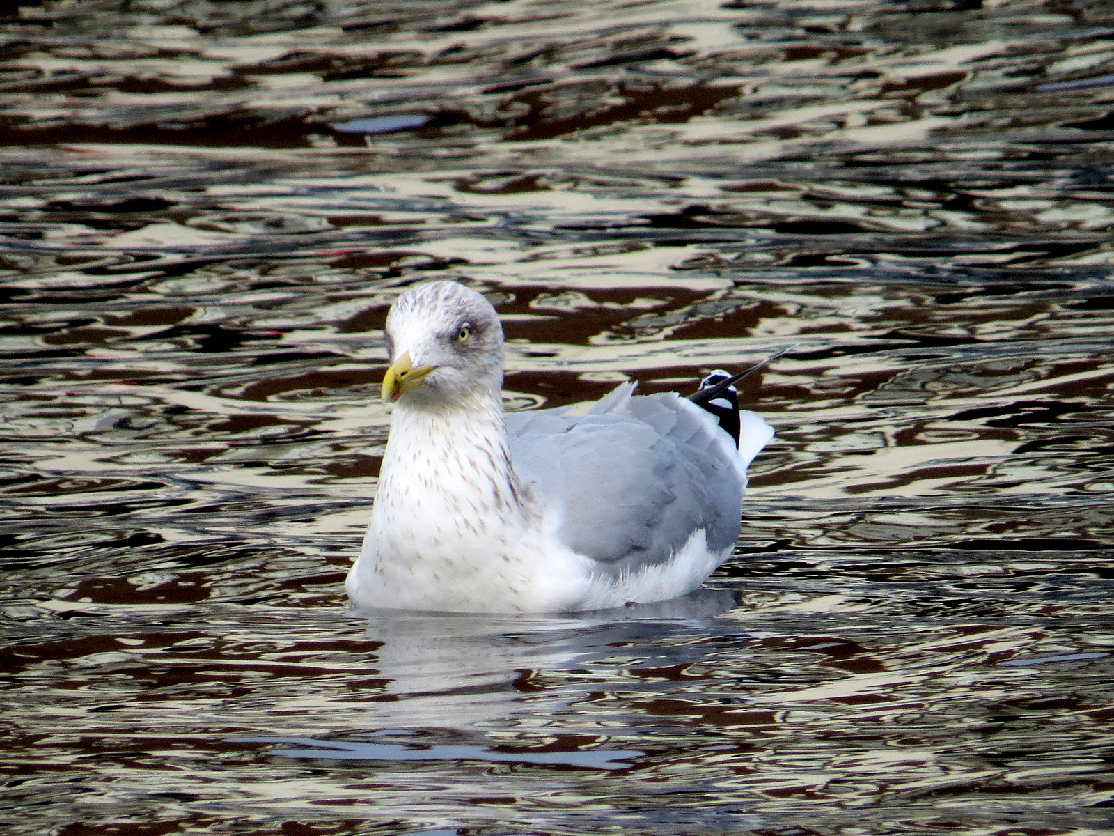 BirdsEyeViews: The Birds of The Netherlands
