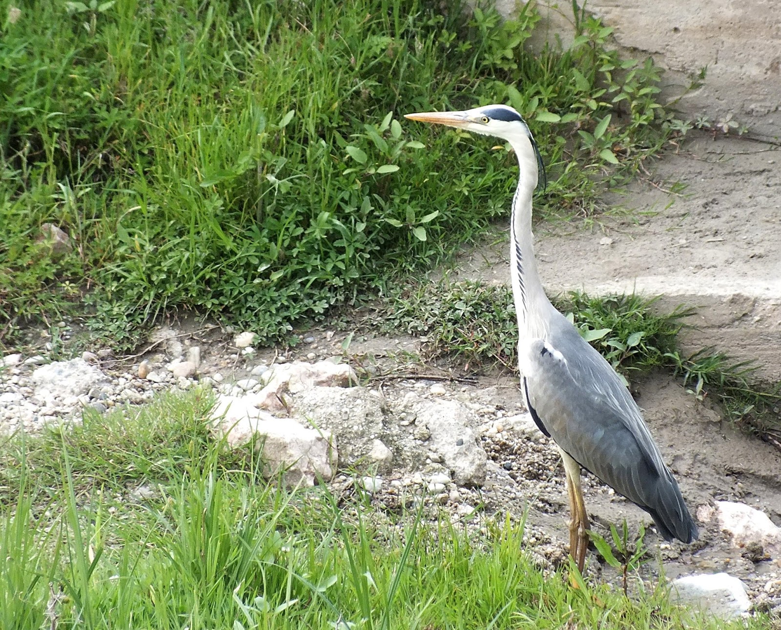 Jurnal unui desculț : prigorii (albinarel), starcul cenusiu, cotofana ...