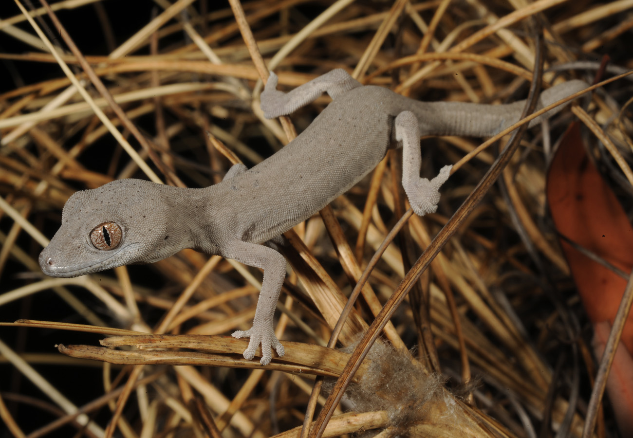 Species New to Science: [Herpetology • 2016] Strophurus congoo • A New ...