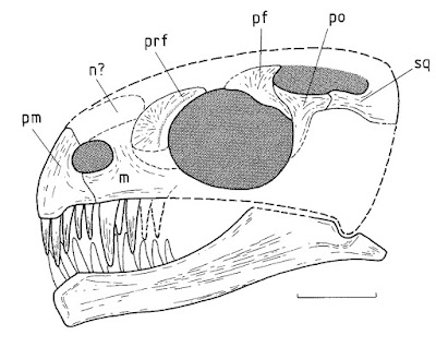 Mark Witton.com Blog: Helveticosaurus: the small-headed, long-armed ...