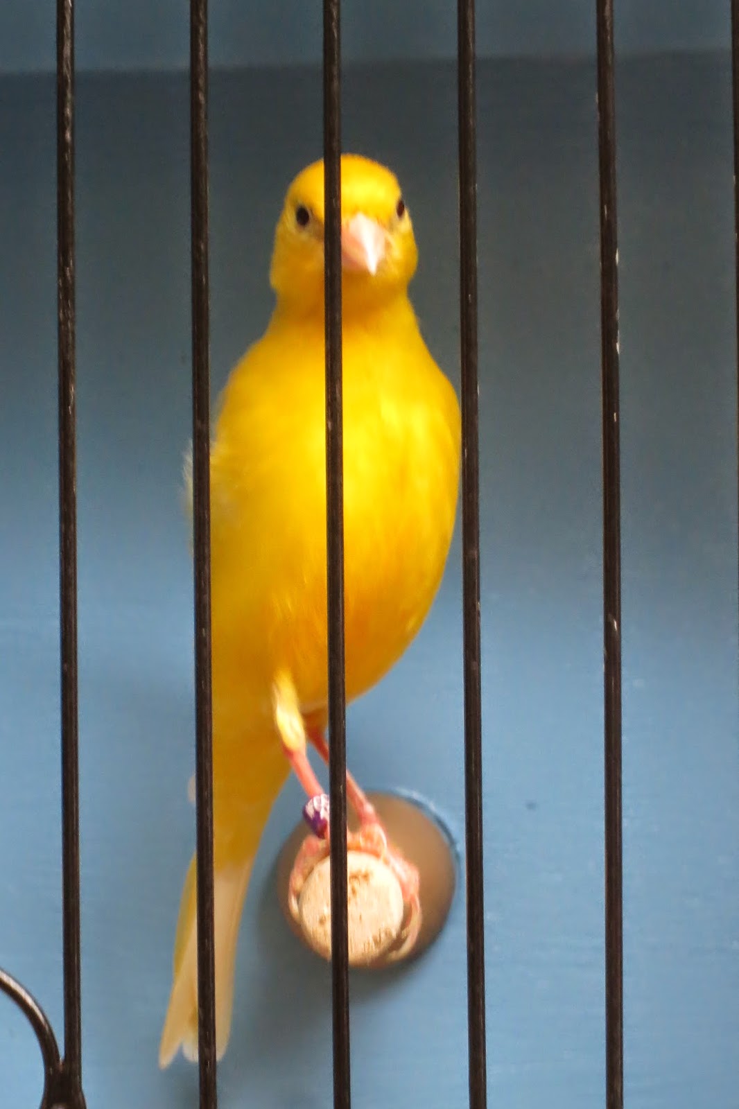 Canary Tales: Florida Canary Fanciers Part 6 Lovely Top Bench Type ...