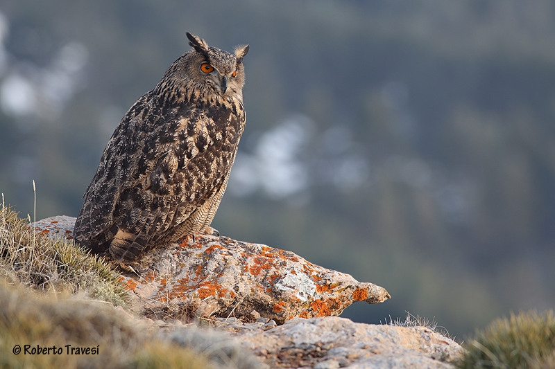 El Blog de Ignacio Henares: Búhos y lechuzas, las garras de la noche