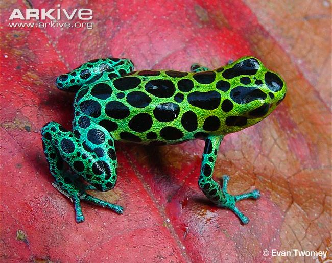 Neon Green Dart Frog