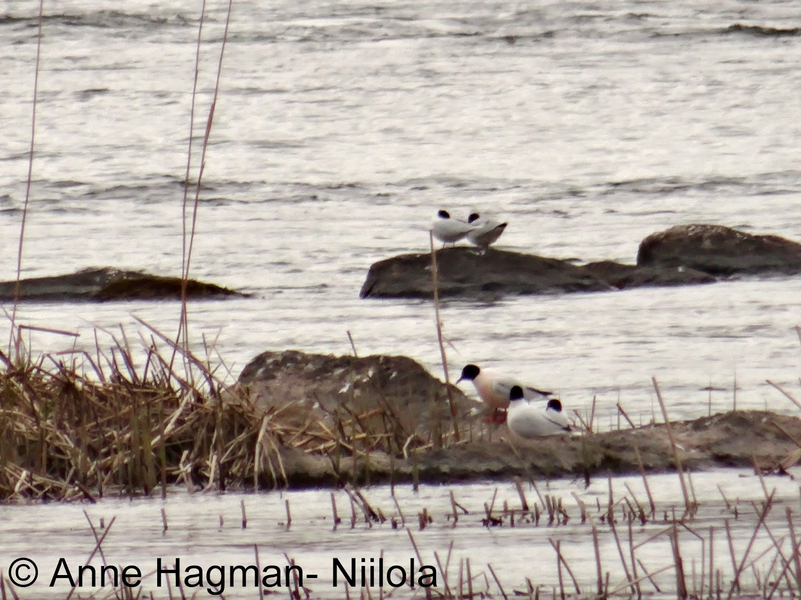 Annen jutut: VAALEANPUNAINEN PIKKULOKKI pink little gull (Hydrocoloeus ...
