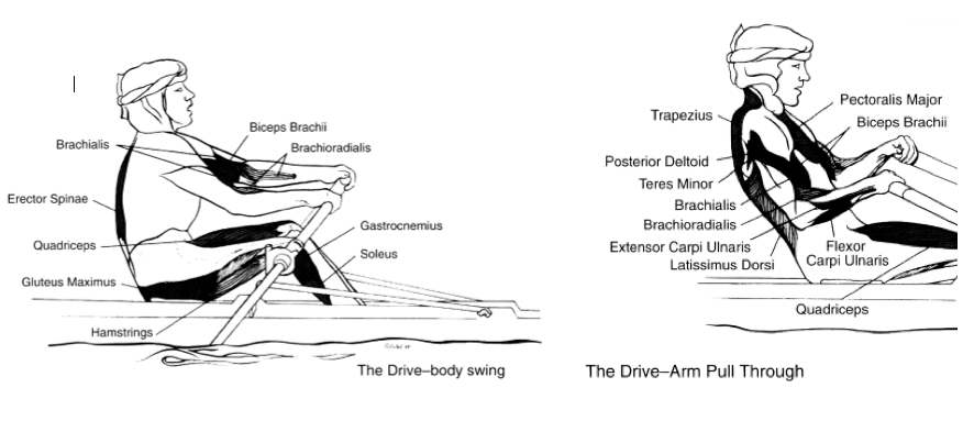 The Biomechanics of Rowing: Biomechanics of the Rowing Stroke by ...