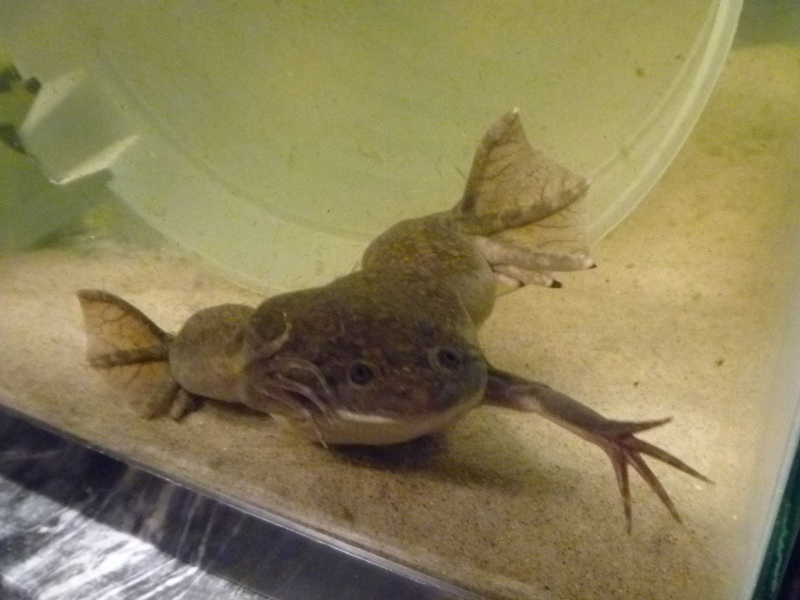 Xenopus Worlds - A Group Blog About A Talented Frog