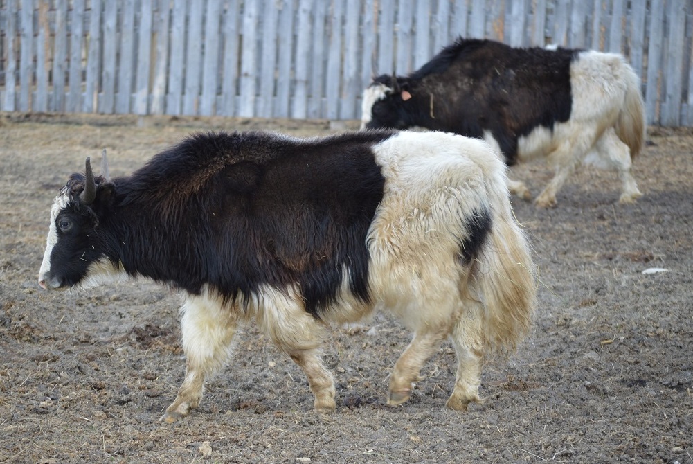 Springridge Ranch Grass-Fed Yak-Cross Beef: New Yak Cows at Springridge ...