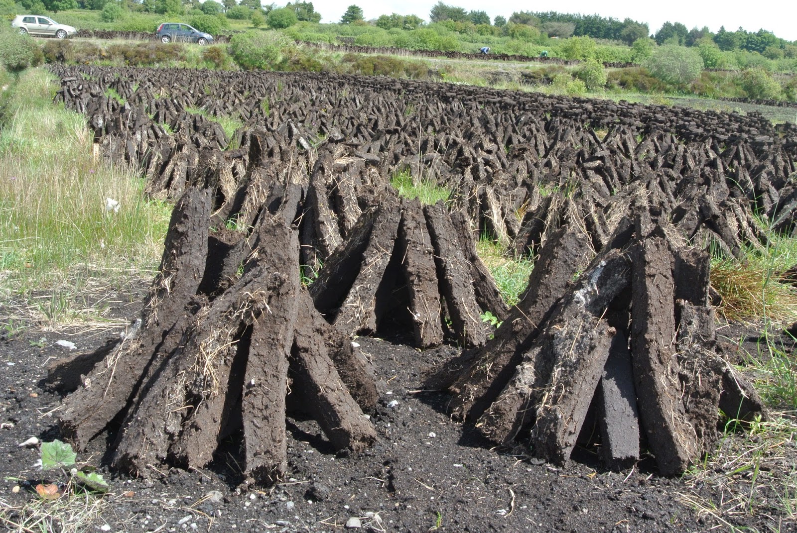 Bancrofts from Yorkshire: Bringing home the Turf.