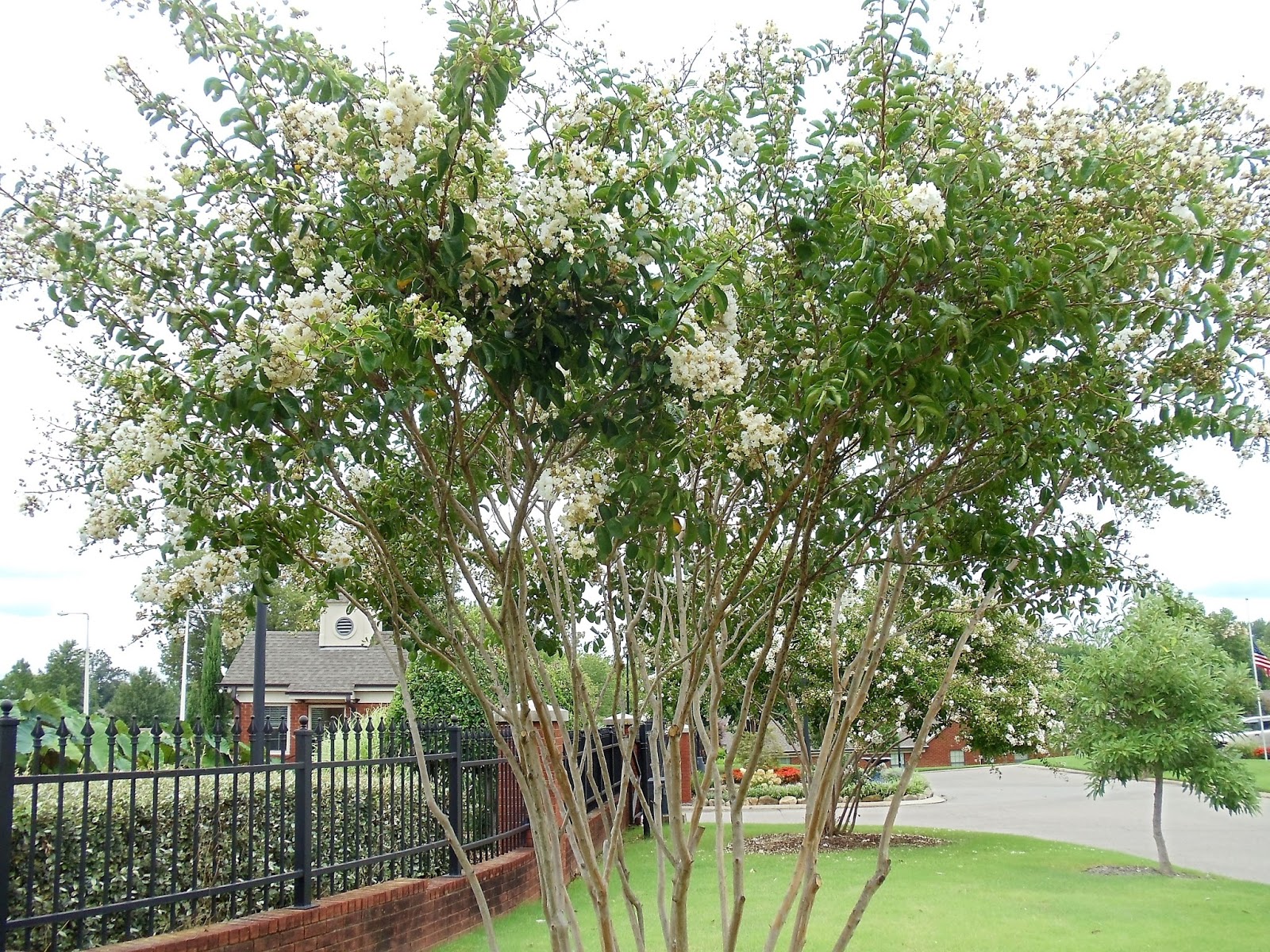 The Smith's Bennie and Patsy: Crape Myrtle Trees