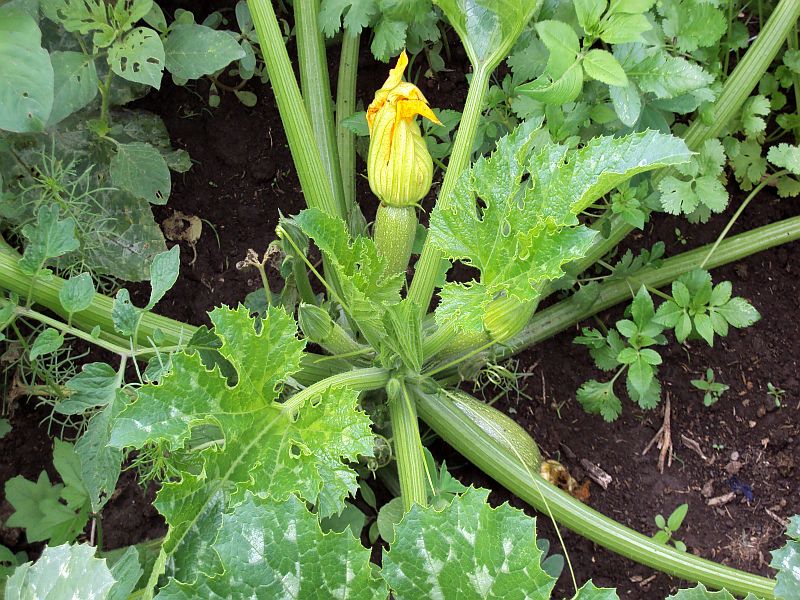 El cuexcomate: ¡A comer sano y nutritivo!