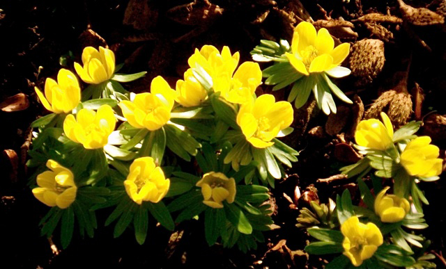 Friko's World: A Foretaste of Spring