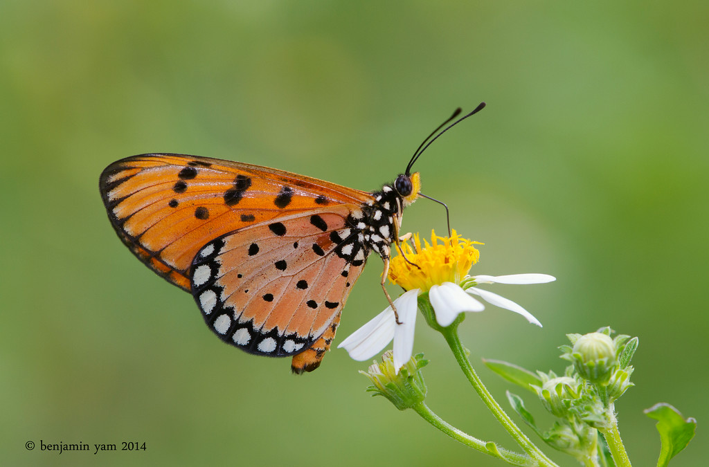 Butterflies of Singapore: Butterfly of the Month - January 2018