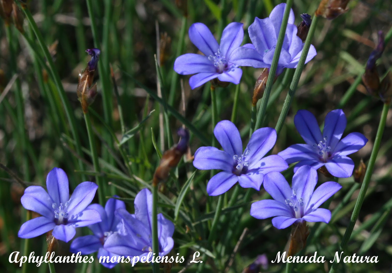 TRIBUNA BERGUEDANA: LA JONÇA