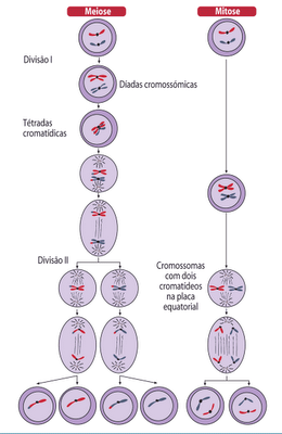 Bio Lounge: Citologia: Mitose e Meiose
