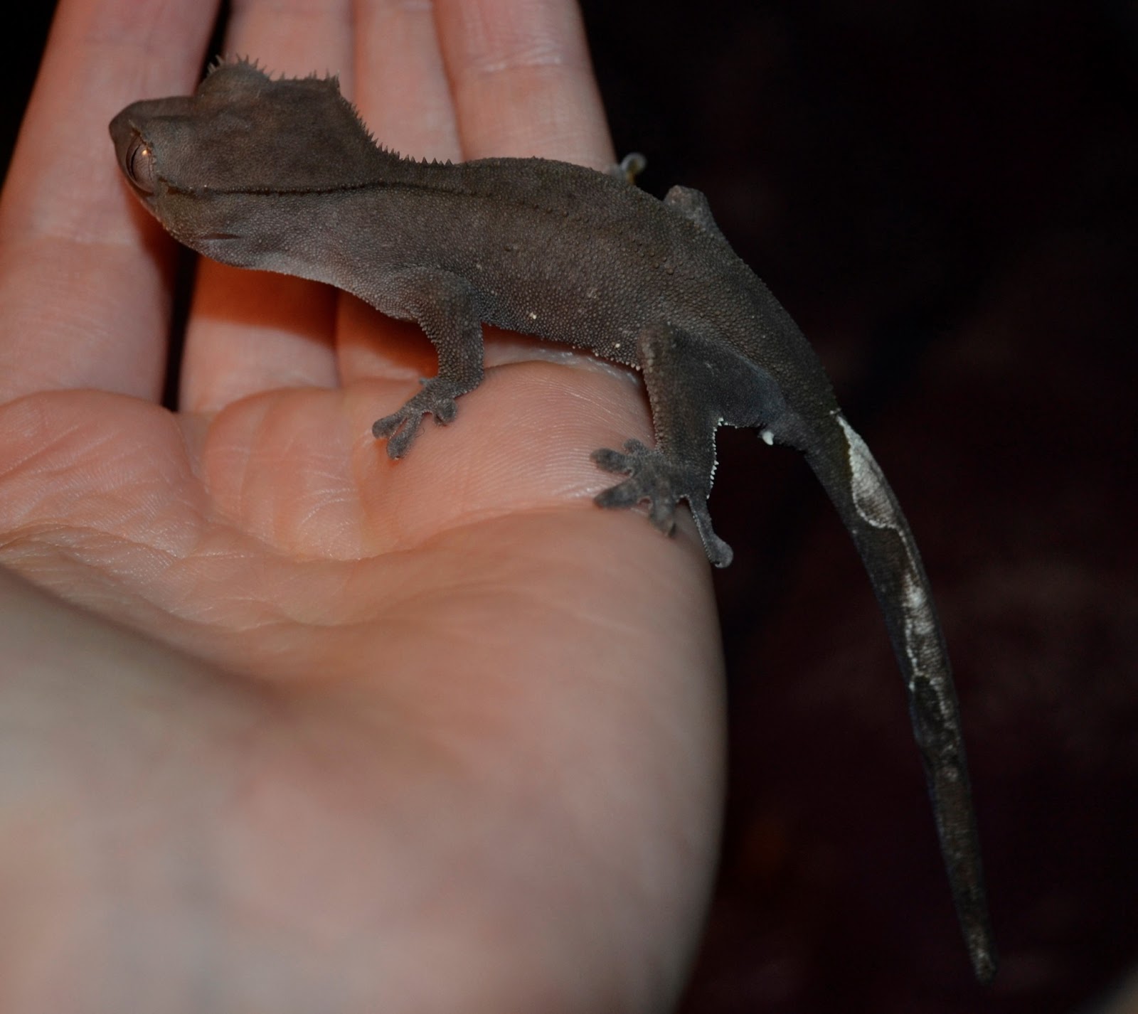 Crested Geckos Blog: Grey Geckos Photos