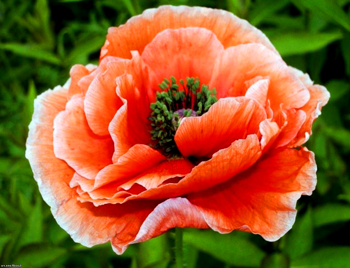 Red poppies (10 pictures)|Pictures of flowers