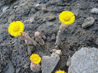 Global Hinduism: MEDICINAL HERBS - NAMES AND USES (Part - 3)