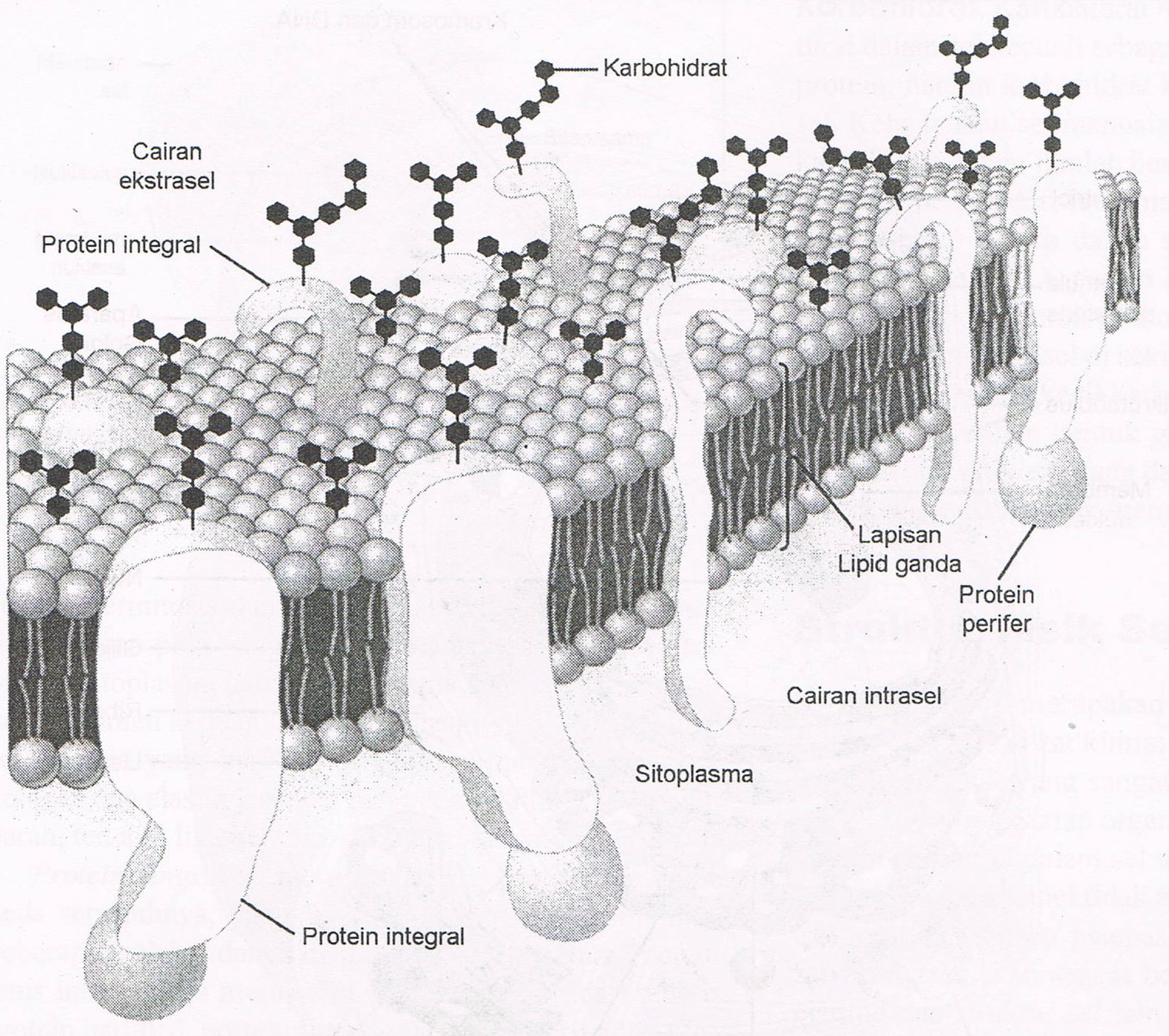 Struktur dan Membran Sel | Biology Ink