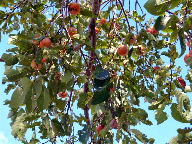 Texas Nature Notes.: American Persimmon, Milo Oklahoma Oct 13, 2013