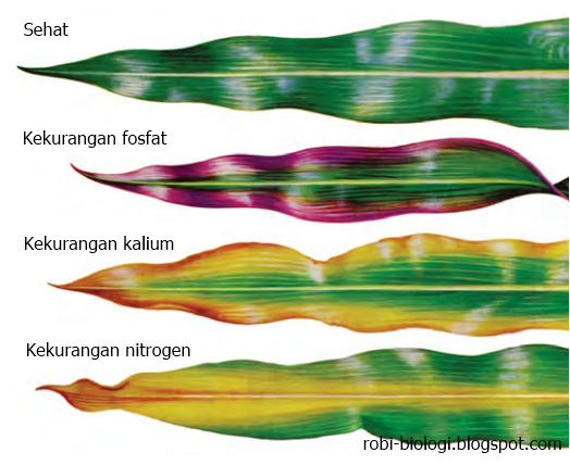 Gejala- gejala defisiensi mineral - BELAJAR BIOLOGI