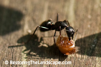 Restoring The Landscape With Native Plants: Wild Ginger Seed Dispersal