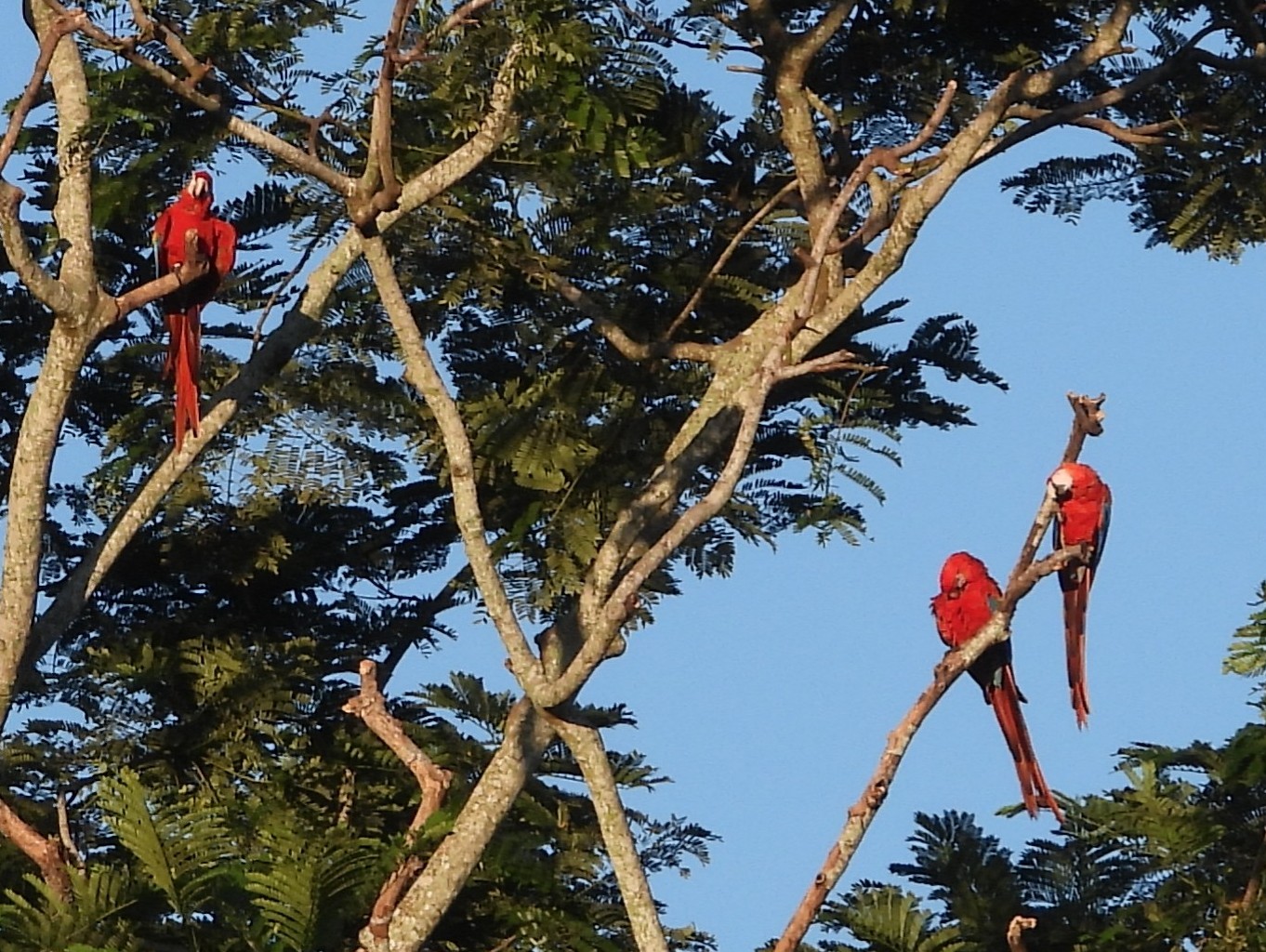 Bird & Travel Photos, Birding Sites, Bird Information: SCARLET MACAWS ...