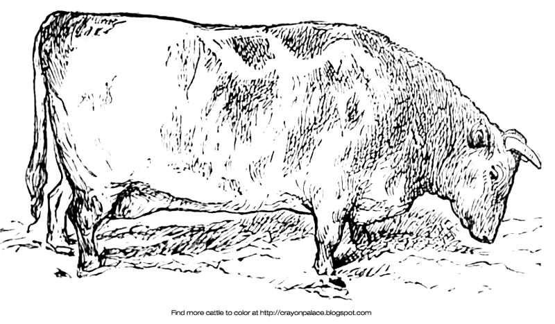 Steer Coloring Pages Coloring Pages