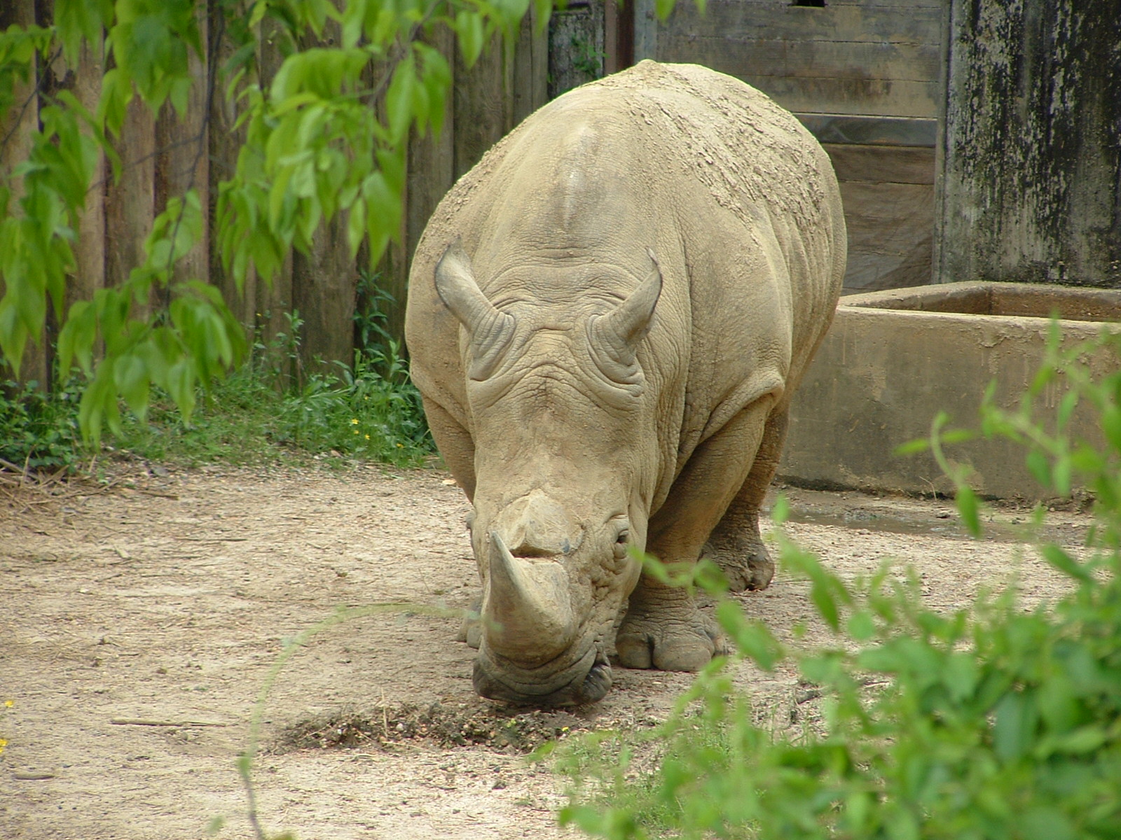 White Rhinoceros