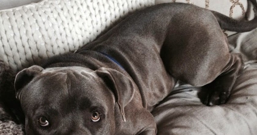 Tamera Beardsley: A Pit Bull Miricle